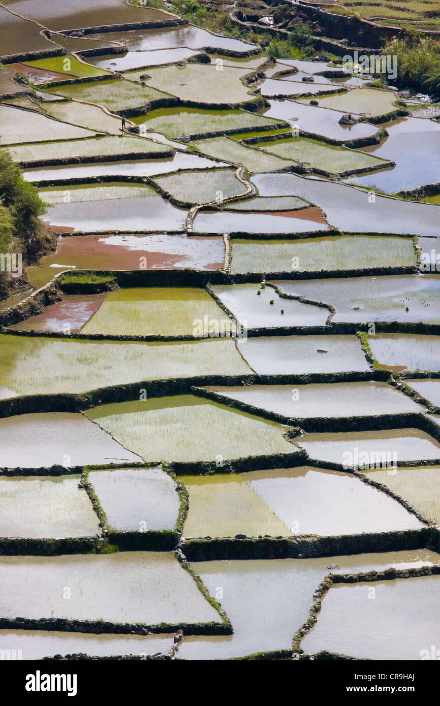 The Rice Terraces of the Philippine Cordilleras, UNESCO World Heritage ...
