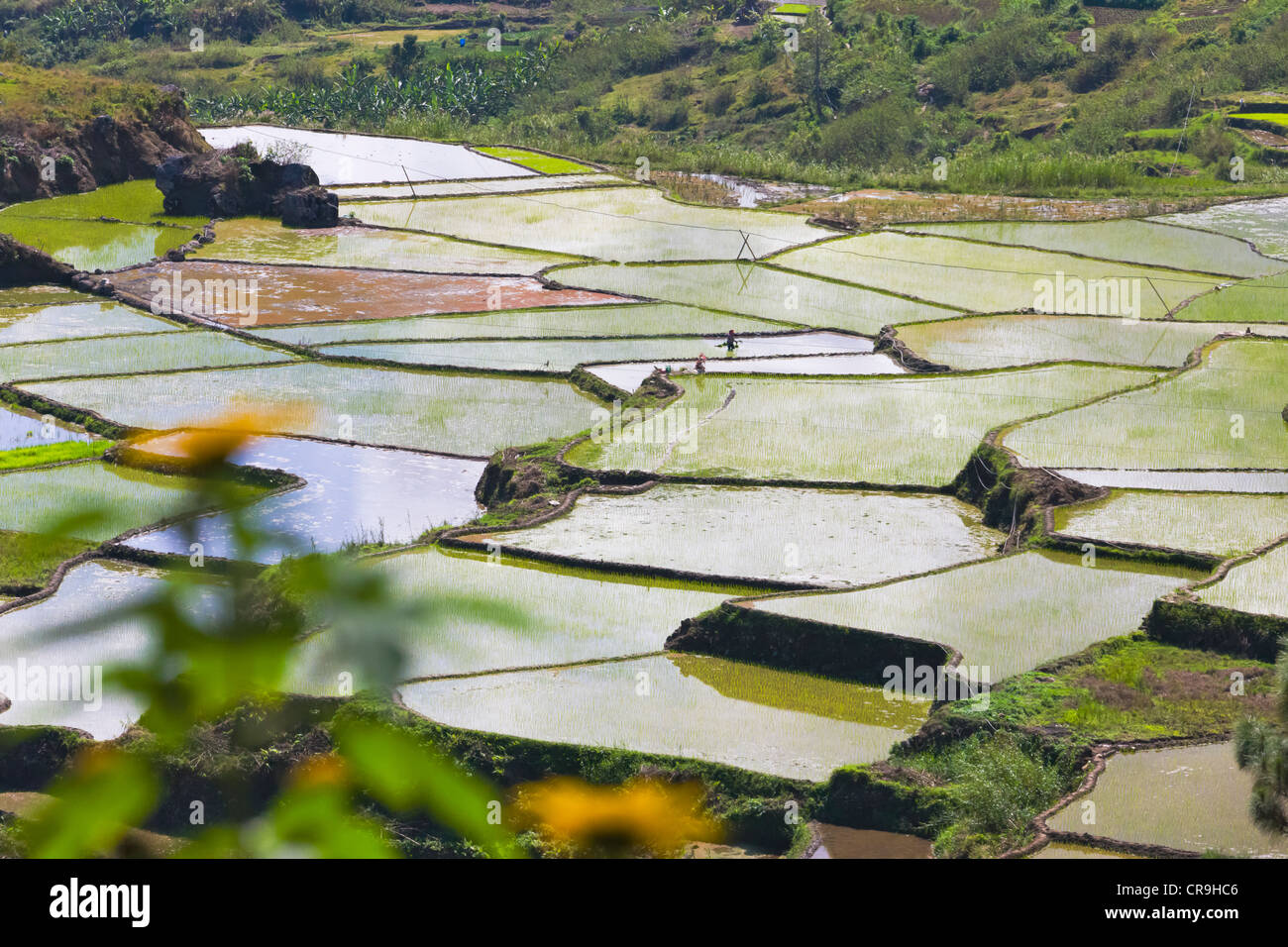 The Rice Terraces of the Philippine Cordilleras, UNESCO World Heritage ...