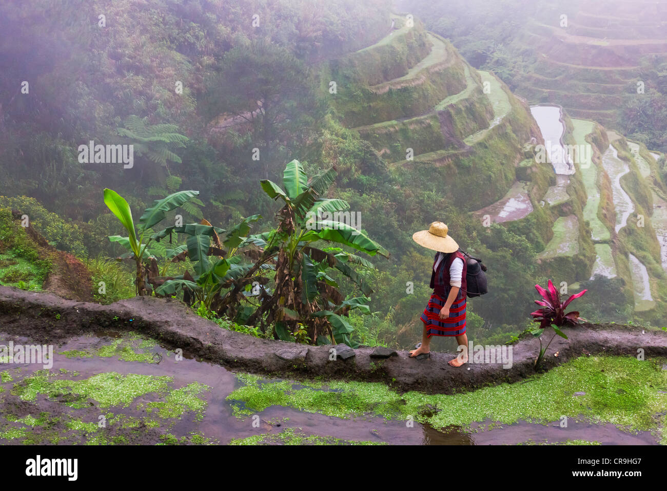 Igorot tribal woman with Rice Terraces of the Philippine Cordilleras ...