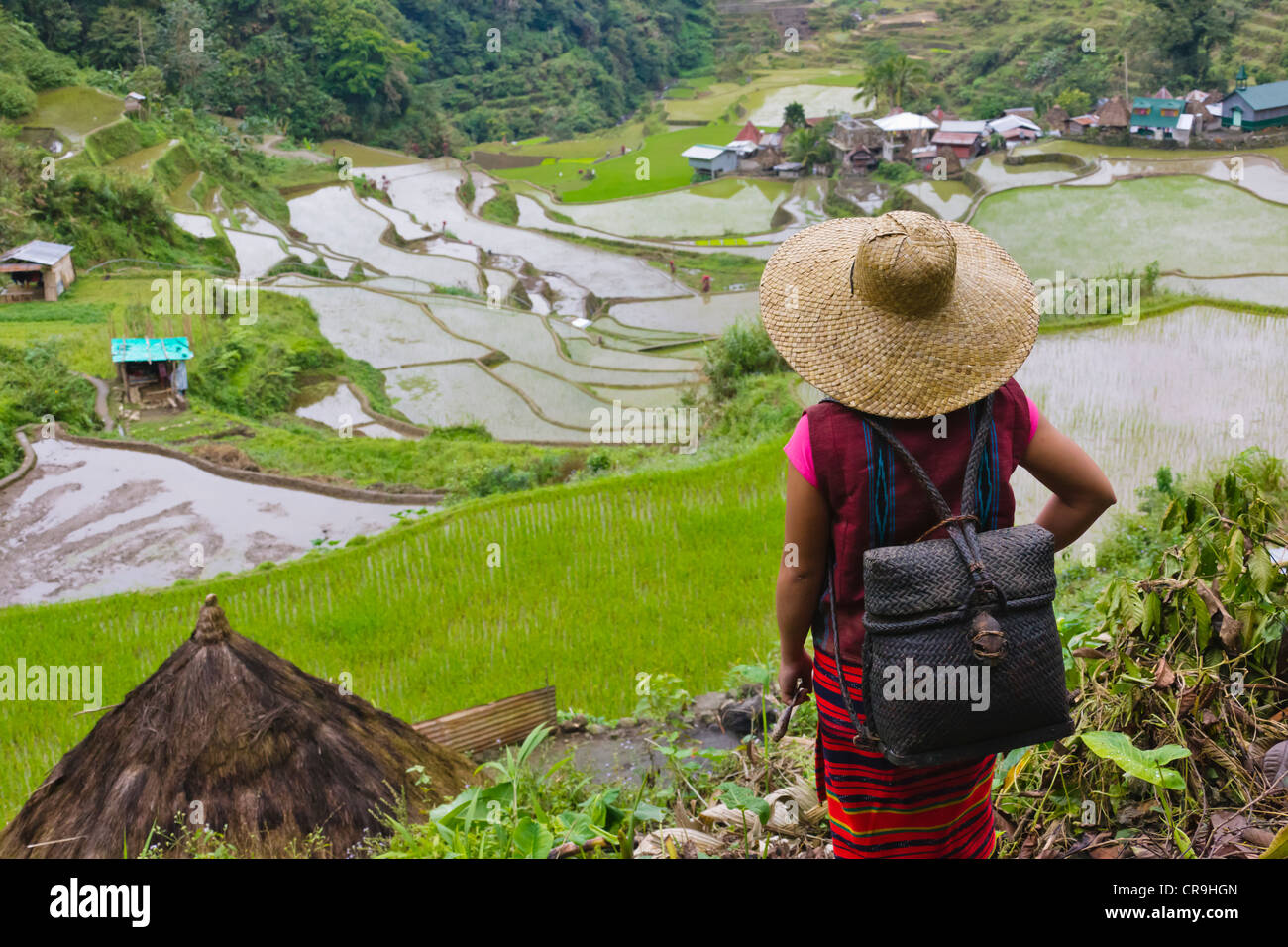 Igorot tribal woman with Rice Terraces of the Philippine Cordilleras ...