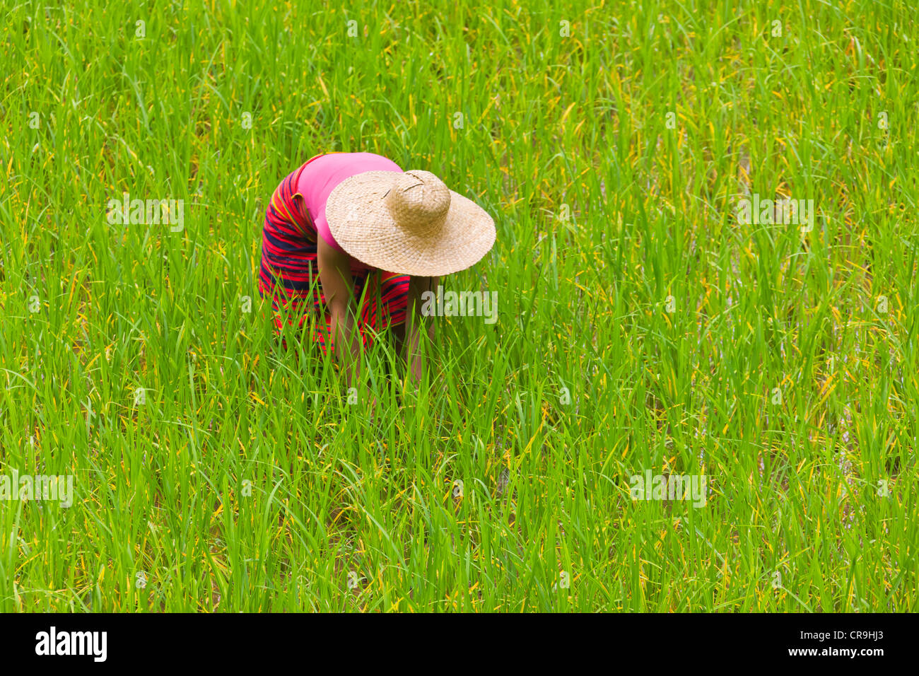 Igorot tribal woman works in the rice paddy, Banaue, Ifugao Province ...