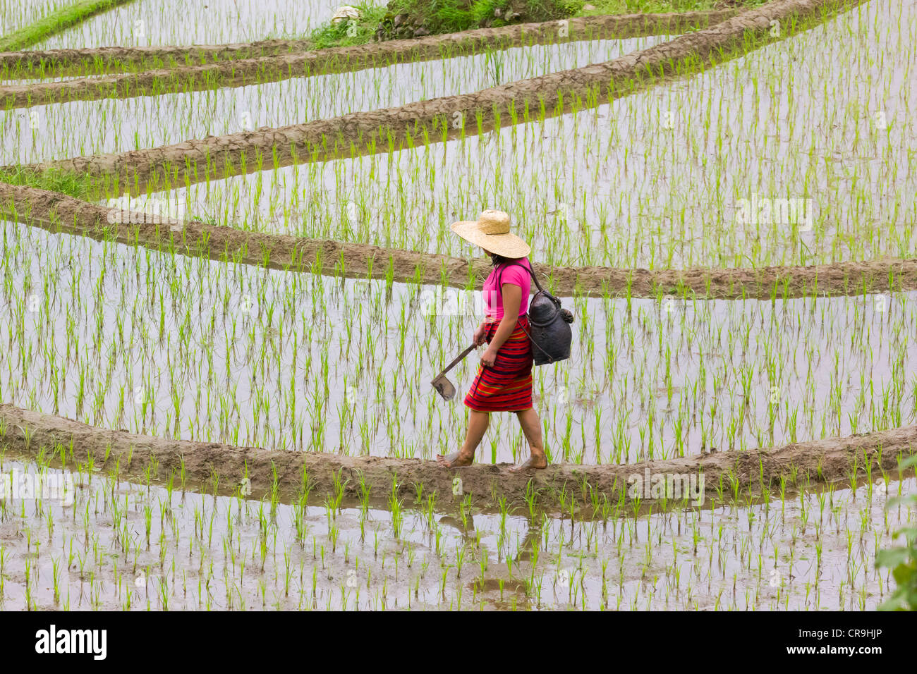Igorot tribal woman with Rice Terraces of the Philippine Cordilleras ...