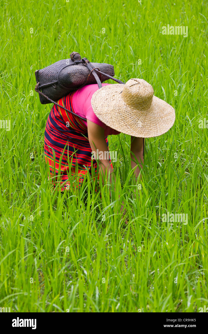 Igorot agriculture hi-res stock photography and images - Alamy