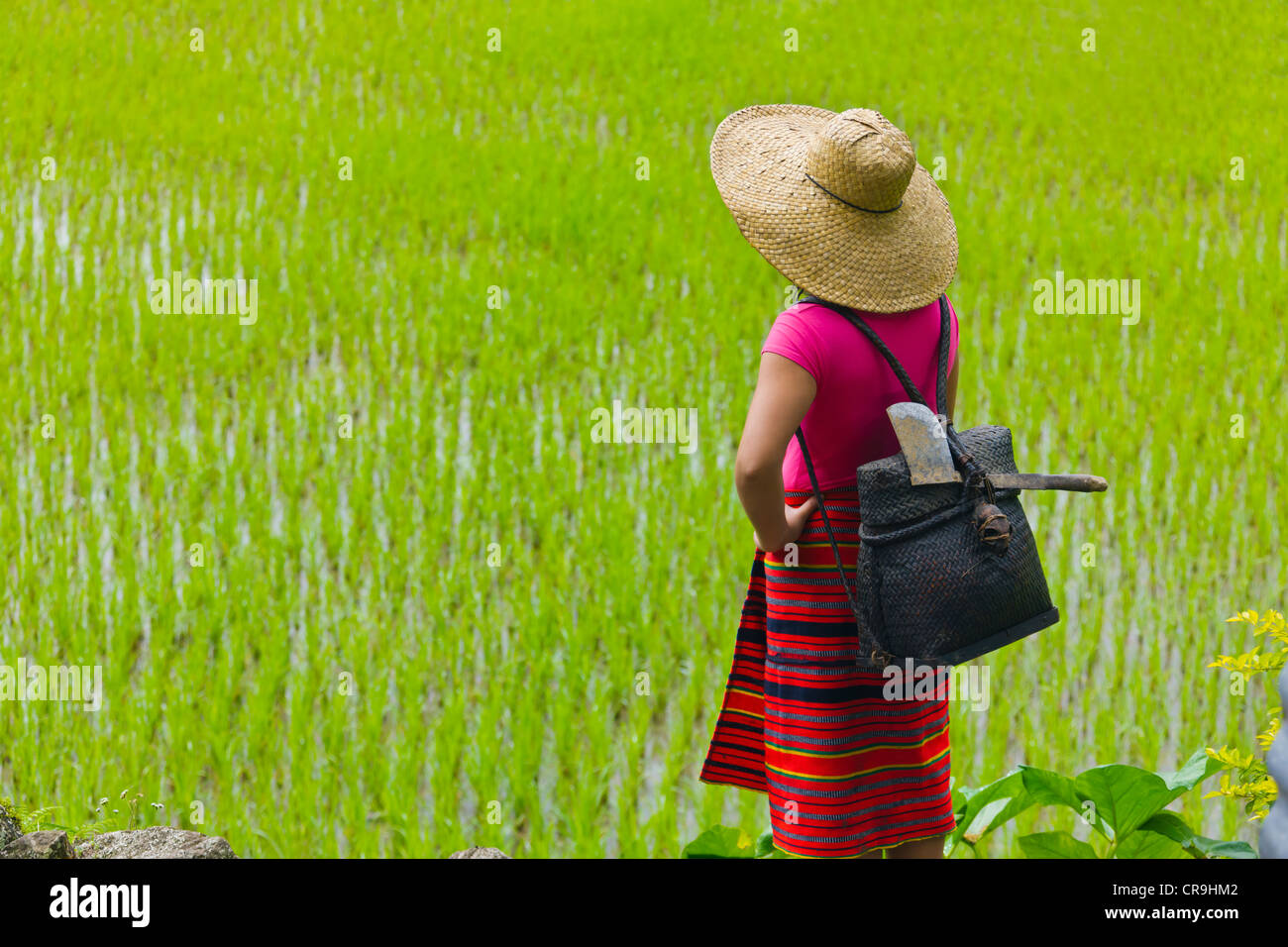 Igorot tribal woman with rice paddy, Banaue, Ifugao Province ...