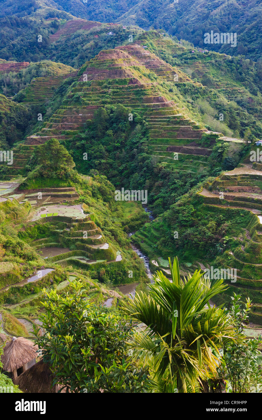 The Rice Terraces of the Philippine Cordilleras, UNESCO World Heritage ...