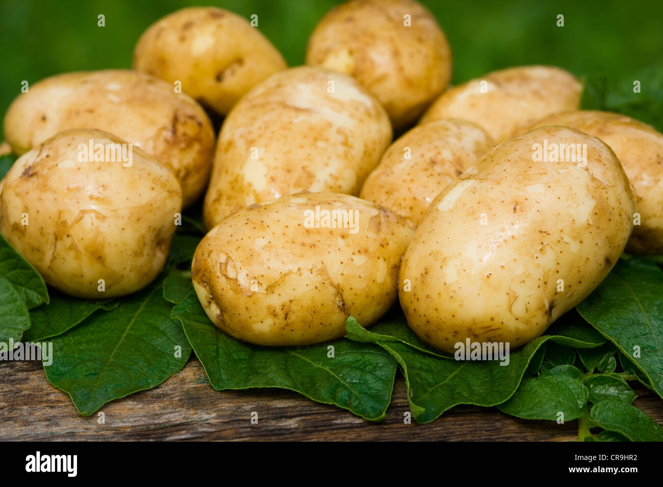New potatoes, fresh and tasty Stock Photo - Alamy