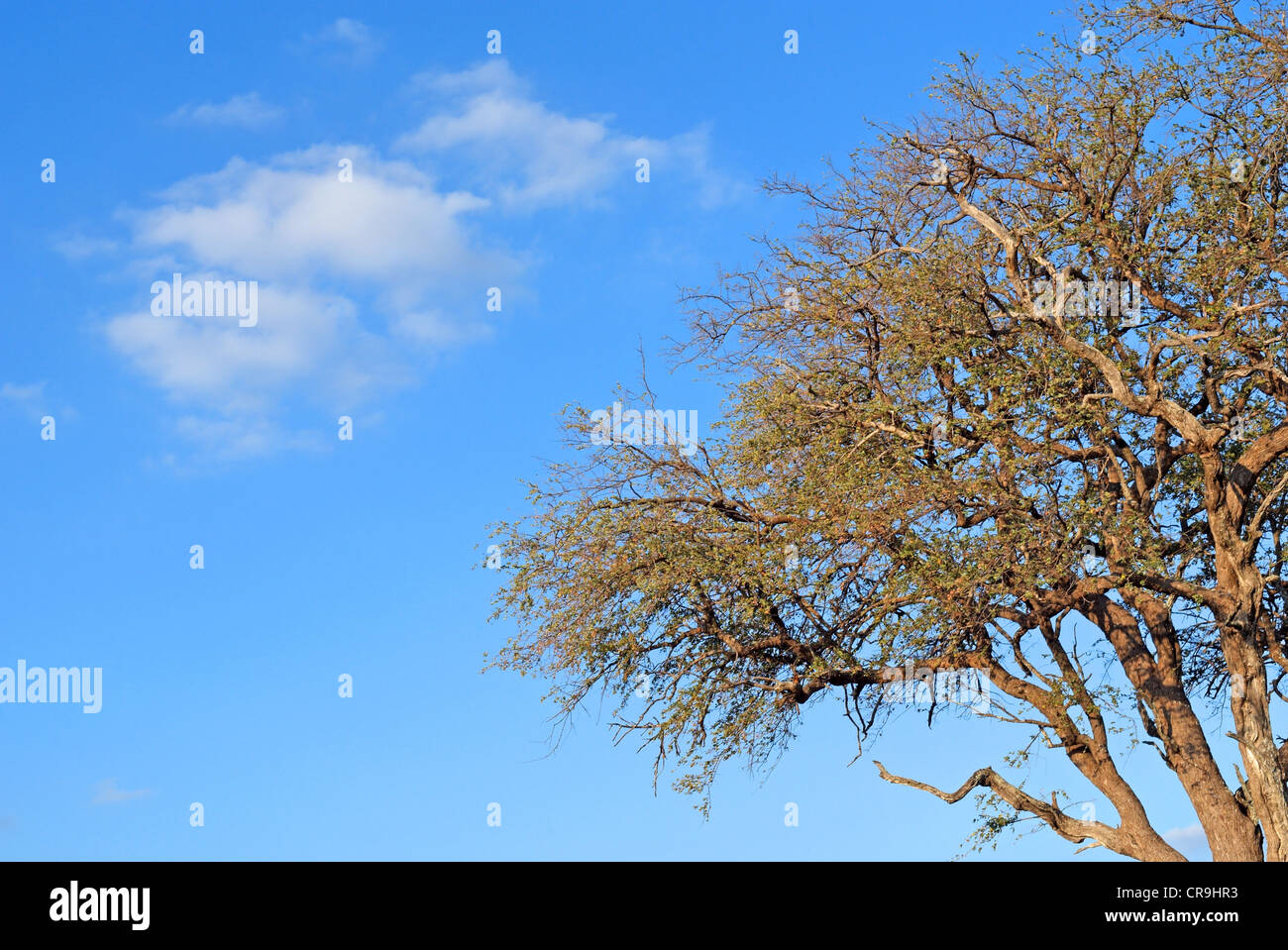 tree and white clouds in blue sky Stock Photo - Alamy