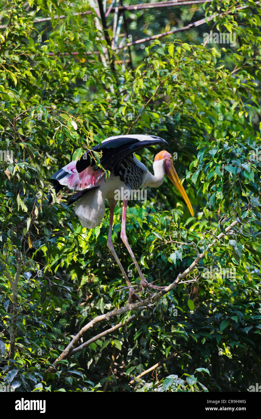 Painted Stork (Mycteria leucocephala), Philippines Stock Photo - Alamy