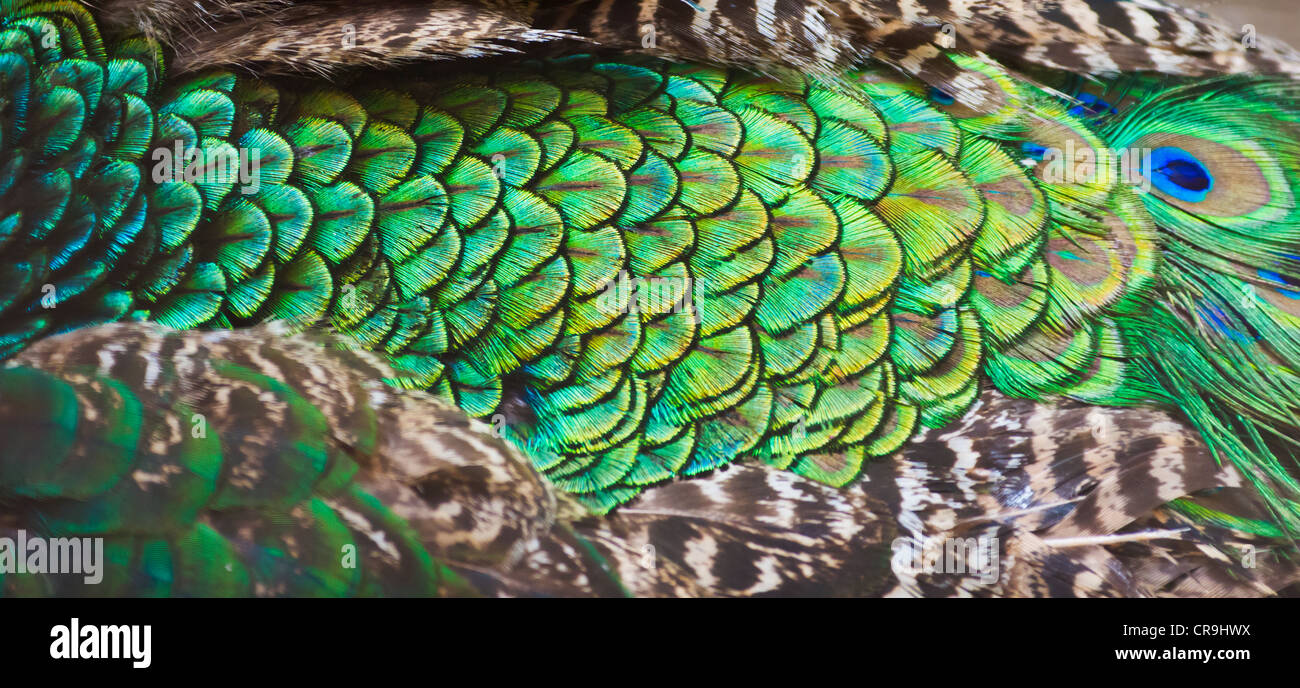 Peacock feathers, Philippines Stock Photo - Alamy