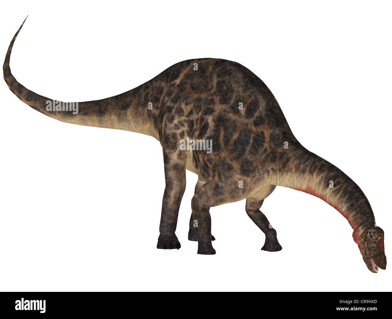 Illustration of an Dicraeosaurus (dinosaur species) isolated on a white ...