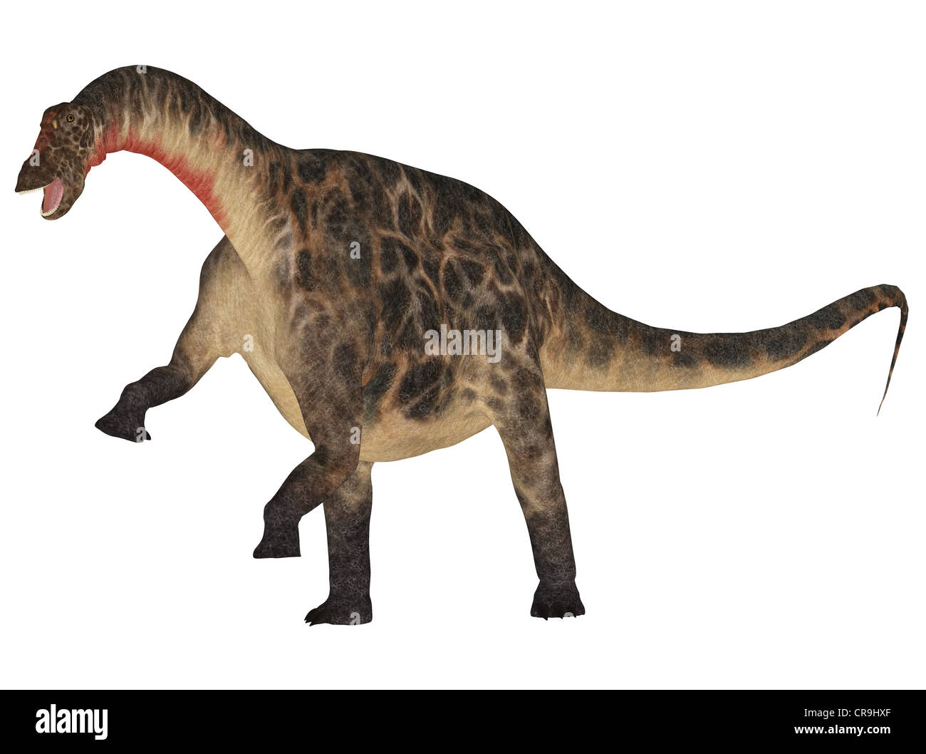 Illustration of an Dicraeosaurus (dinosaur species) isolated on a white ...