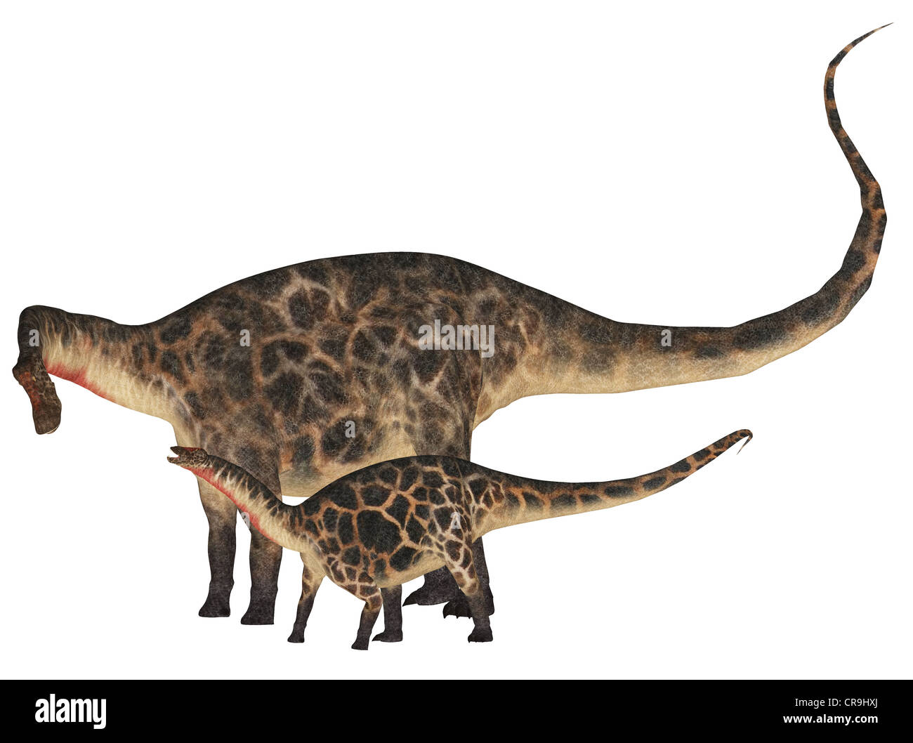 Illustration of an adult and a young Dicraeosaurus (dinosaur species ...