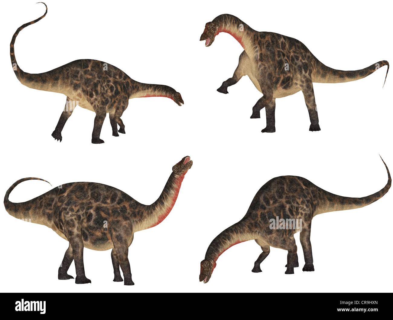 Dicraeosaurus hansemanni hi-res stock photography and images - Alamy