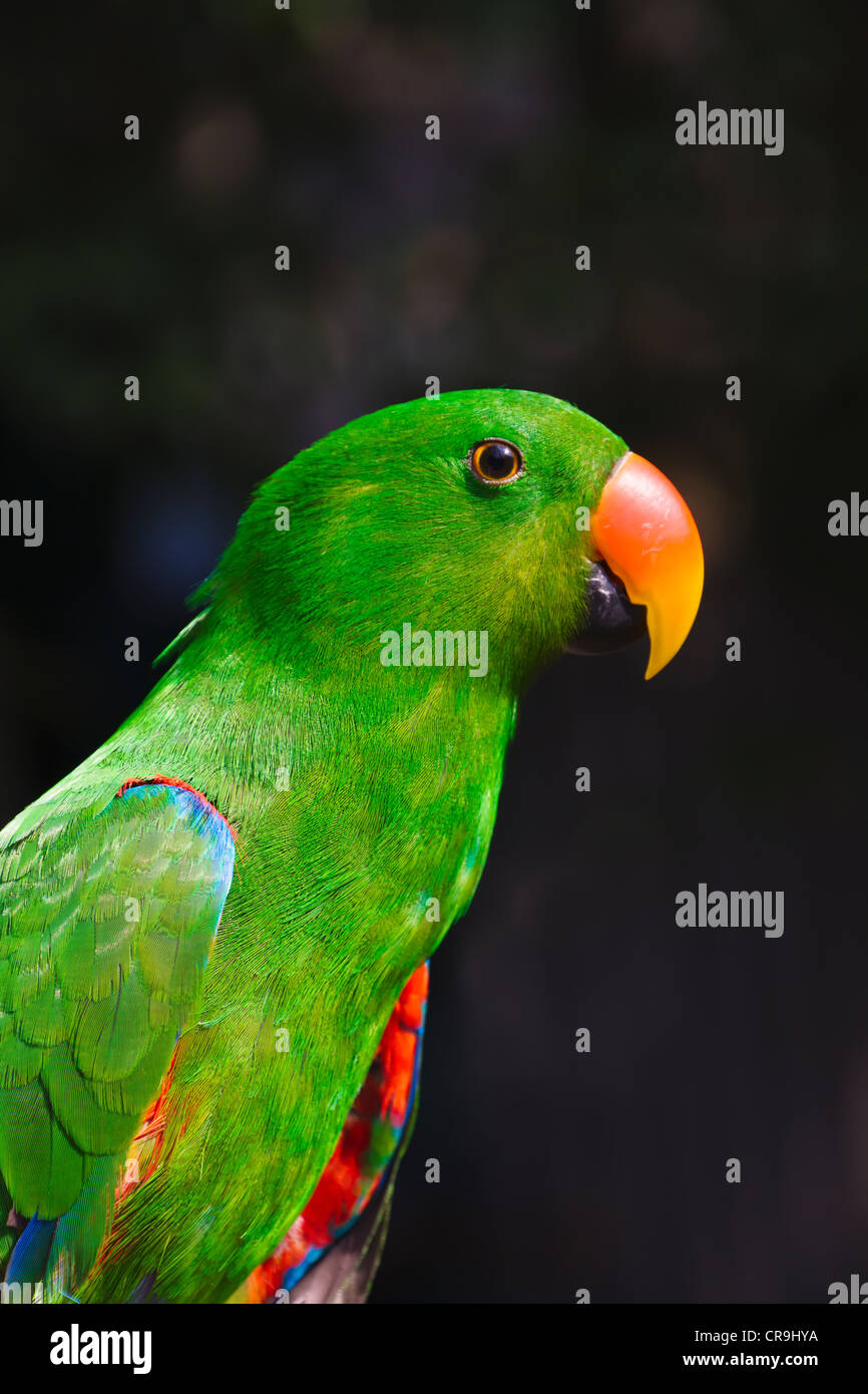 Asian parrot hi-res stock photography and images - Alamy