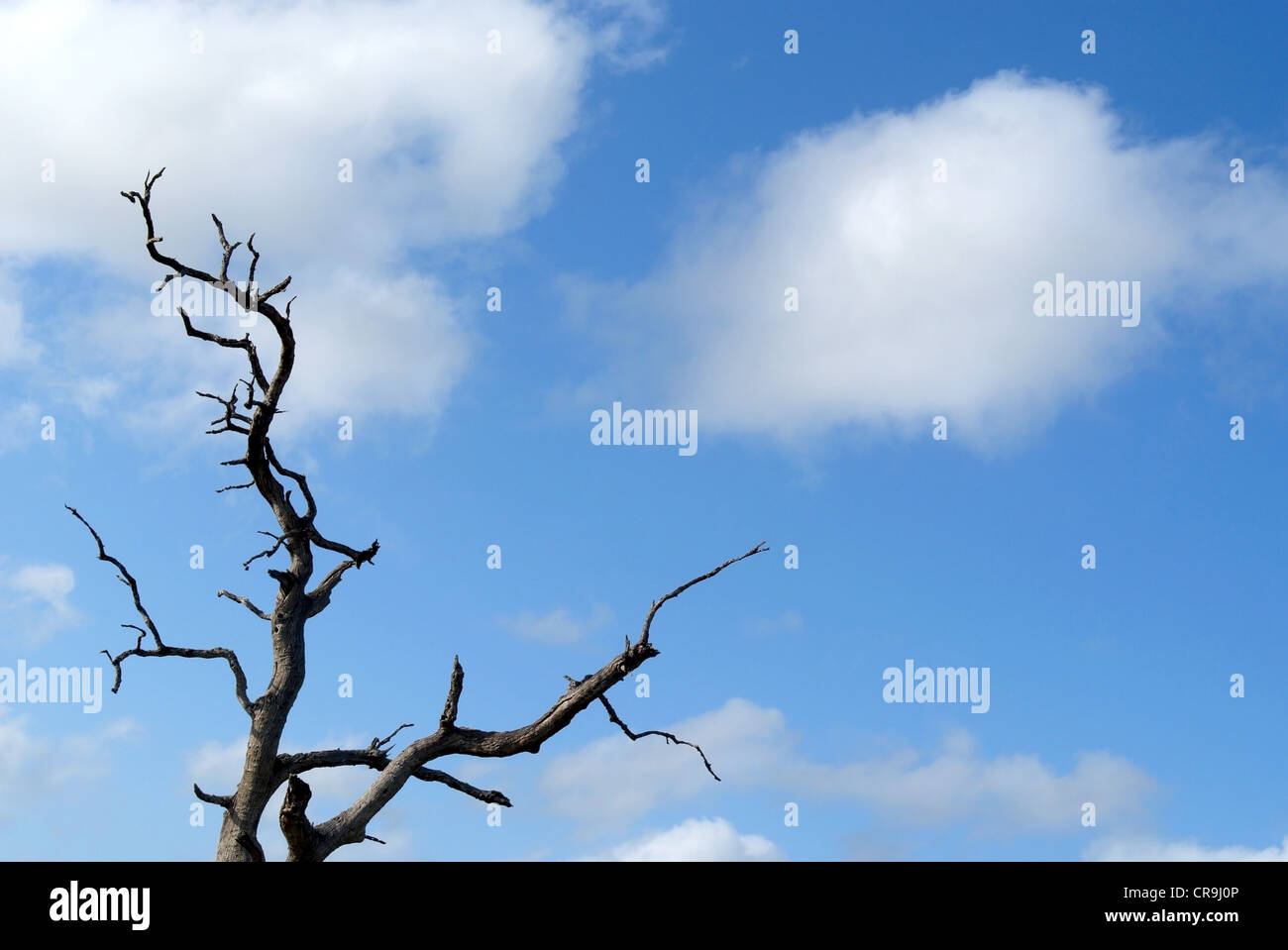 tree and white clouds in blue sky Stock Photo - Alamy