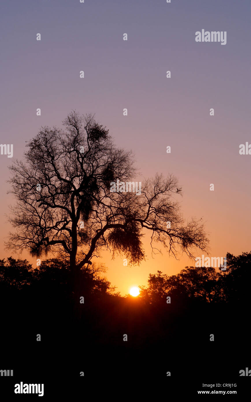 the golden light of an African sunset Stock Photo - Alamy