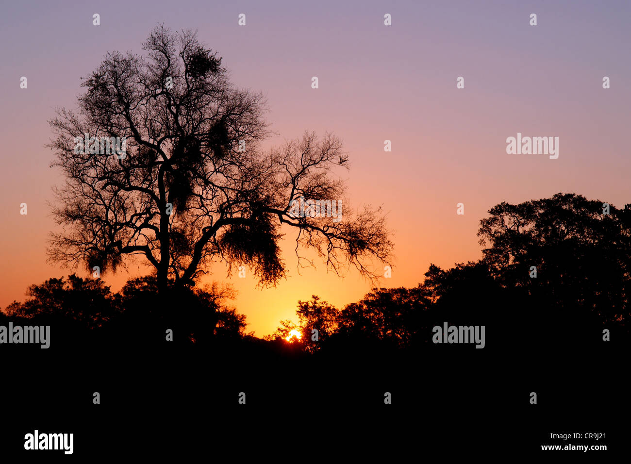 the golden light of an African sunset Stock Photo - Alamy