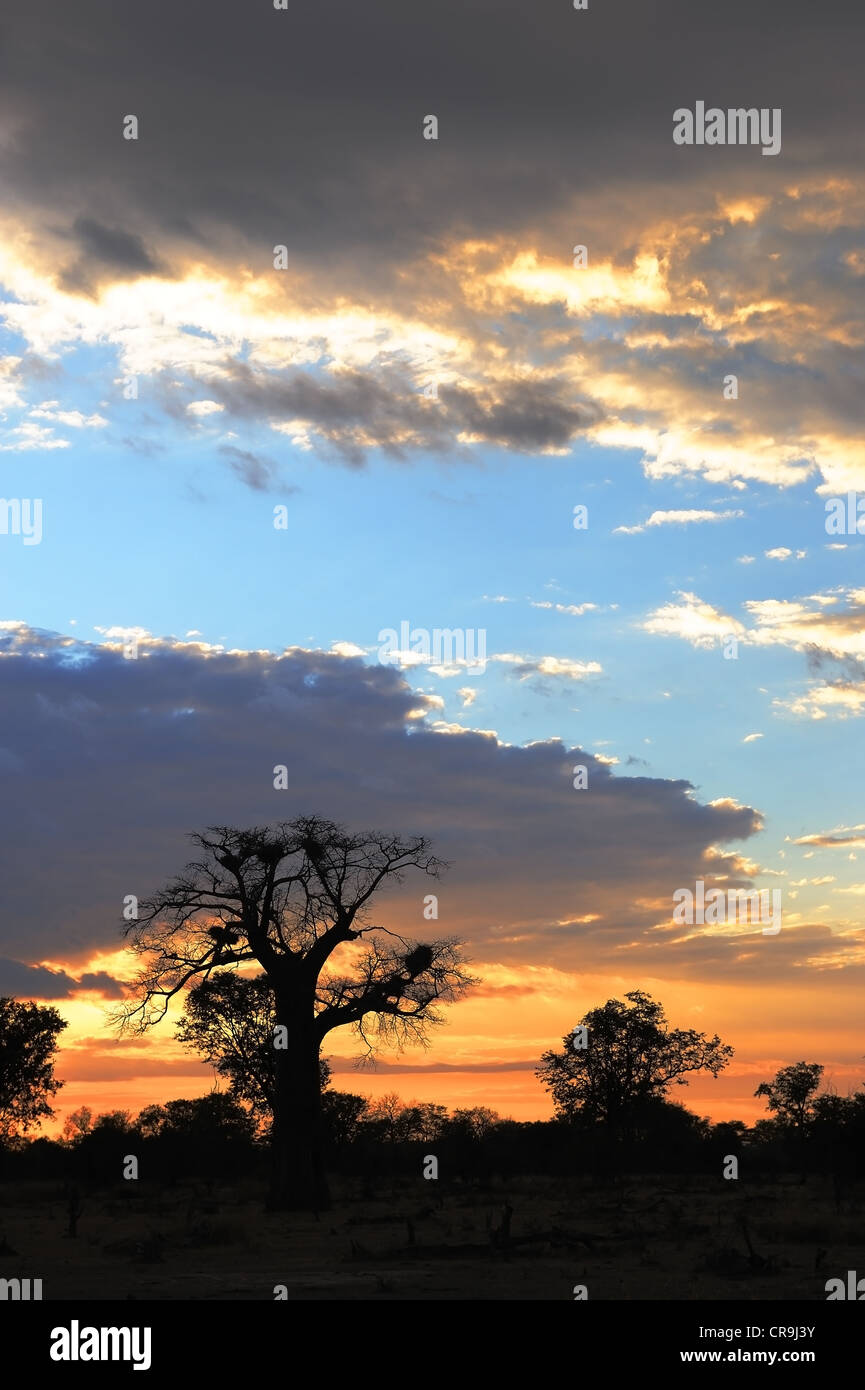 the golden light of an African sunset Stock Photo - Alamy