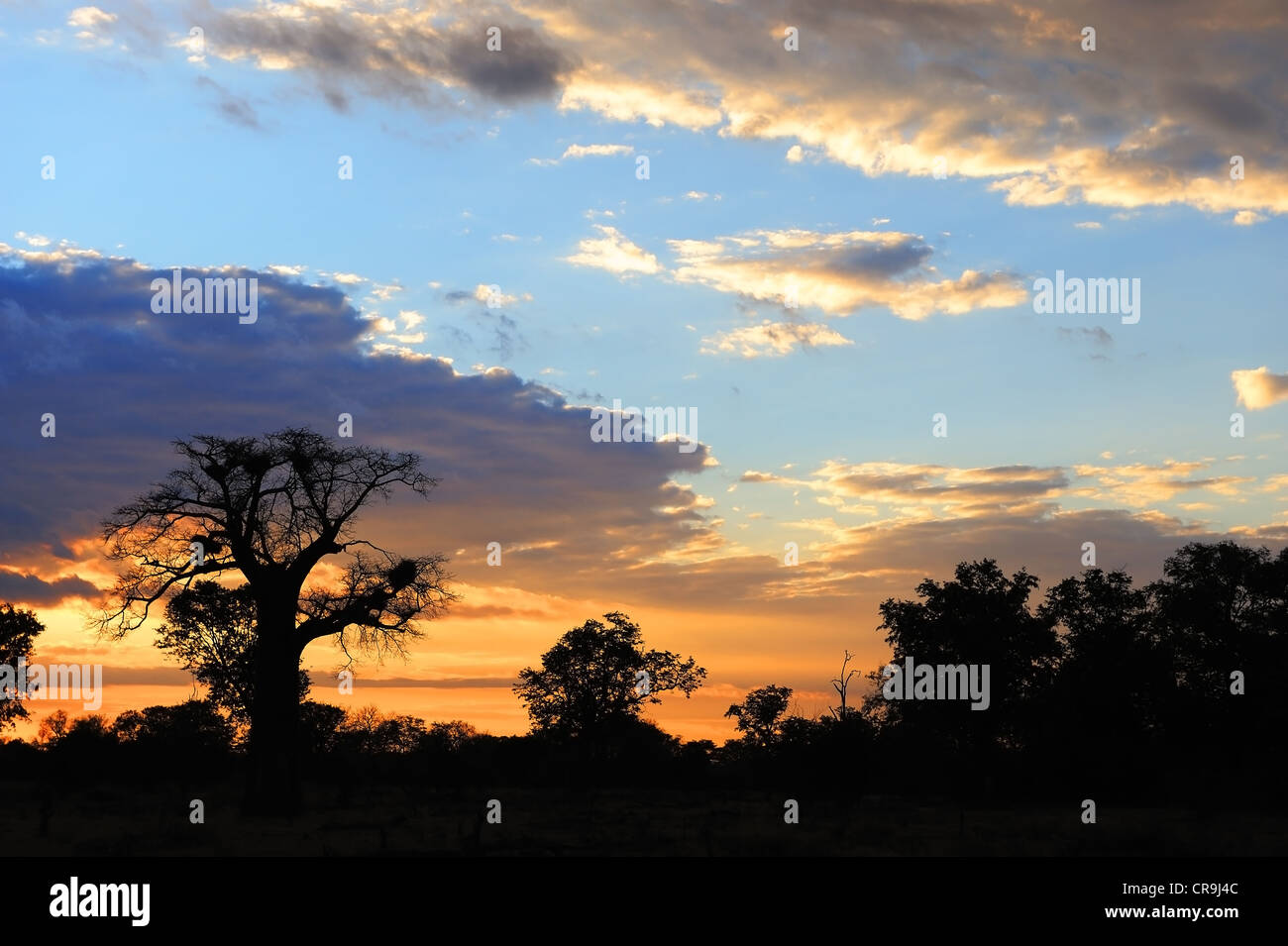 the golden light of an African sunset Stock Photo - Alamy