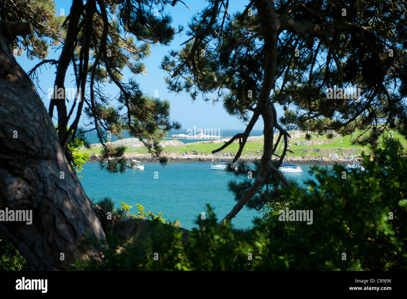 Lighthouse framed with the Pine tree Stock Photo - Alamy