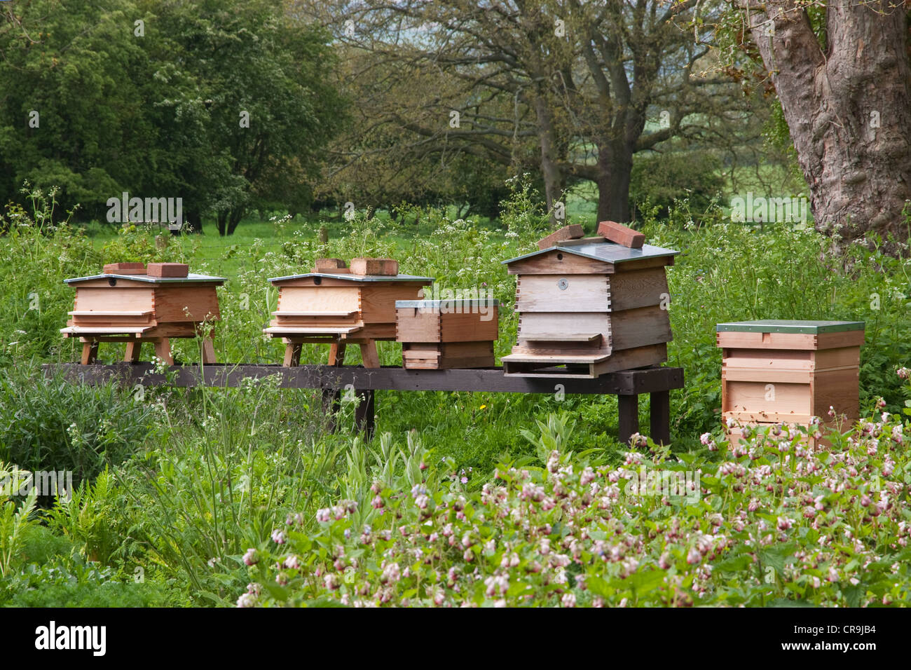 Bee hives in rural setting Stock Photo - Alamy