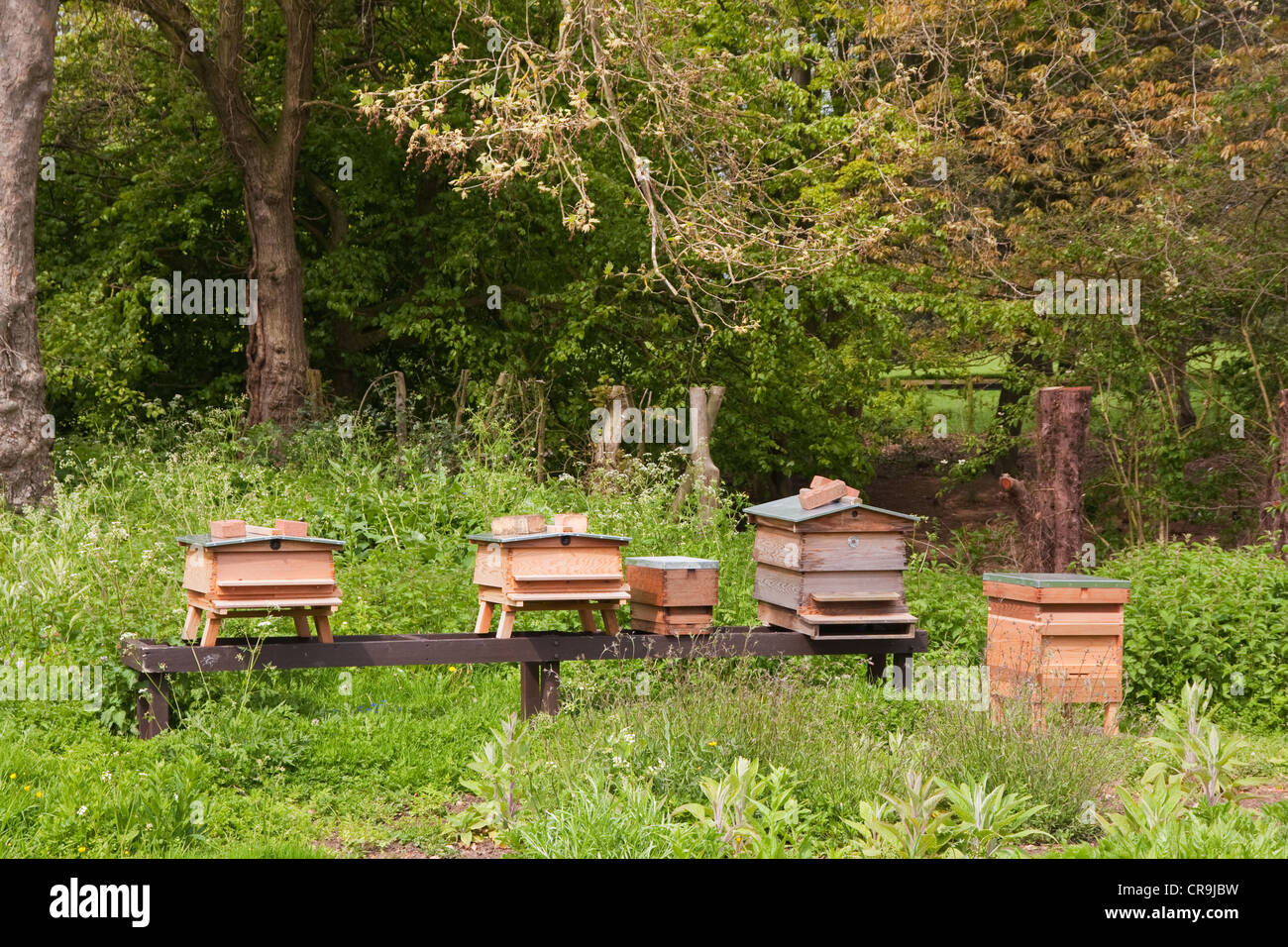 Bee hives in rural setting Stock Photo - Alamy