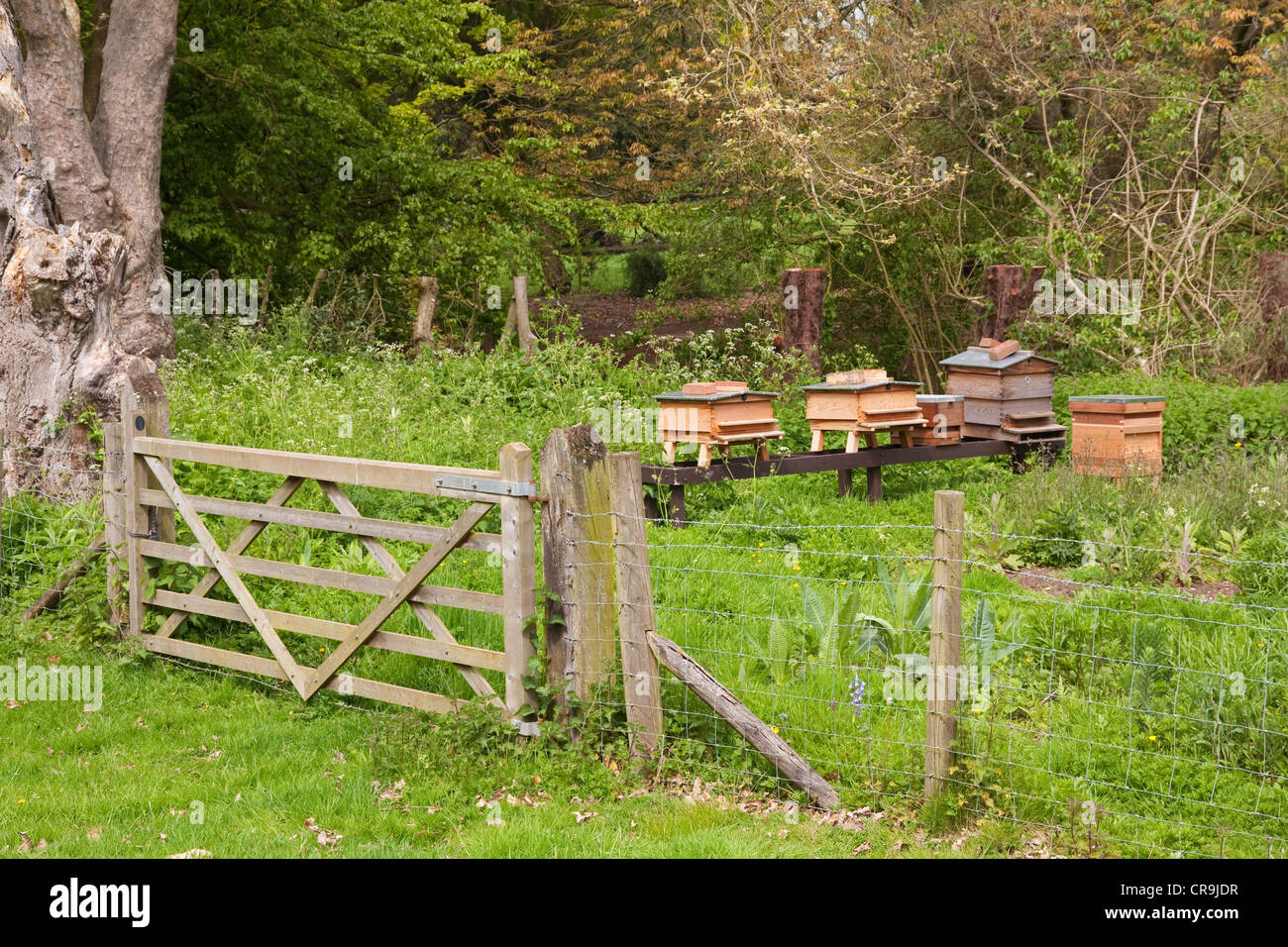 Bee hives hi-res stock photography and images - Alamy