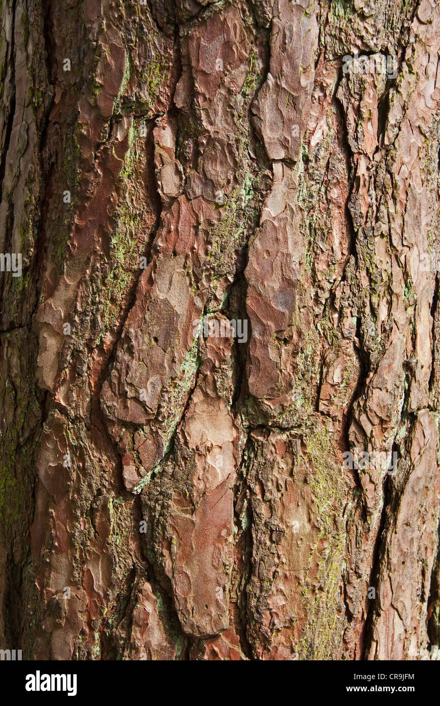 Bark of Pine tree Stock Photo - Alamy