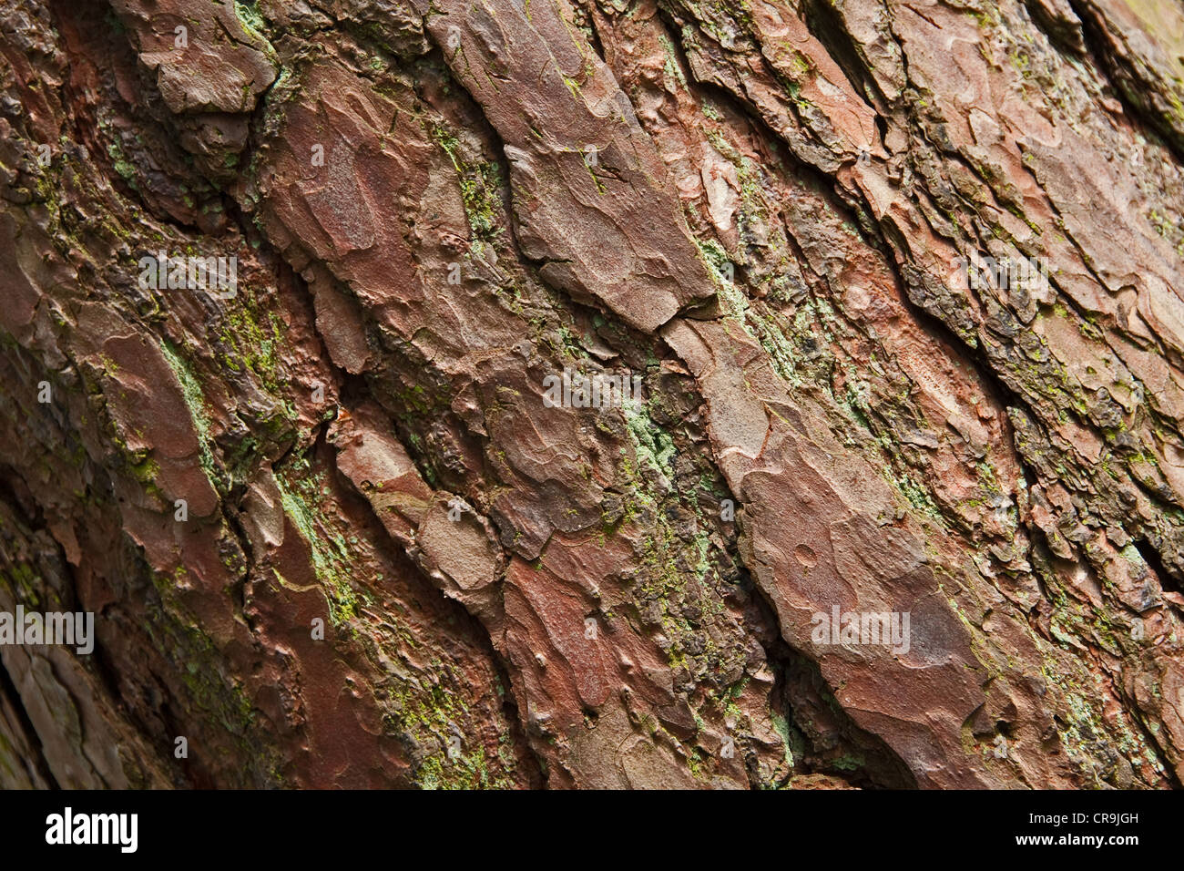 Bark of Pine tree Stock Photo - Alamy