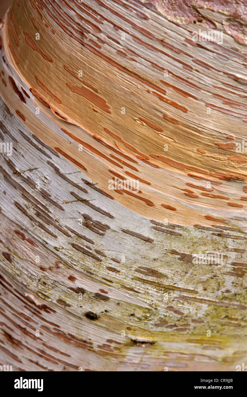 Textured bark of Cherry tree Stock Photo - Alamy