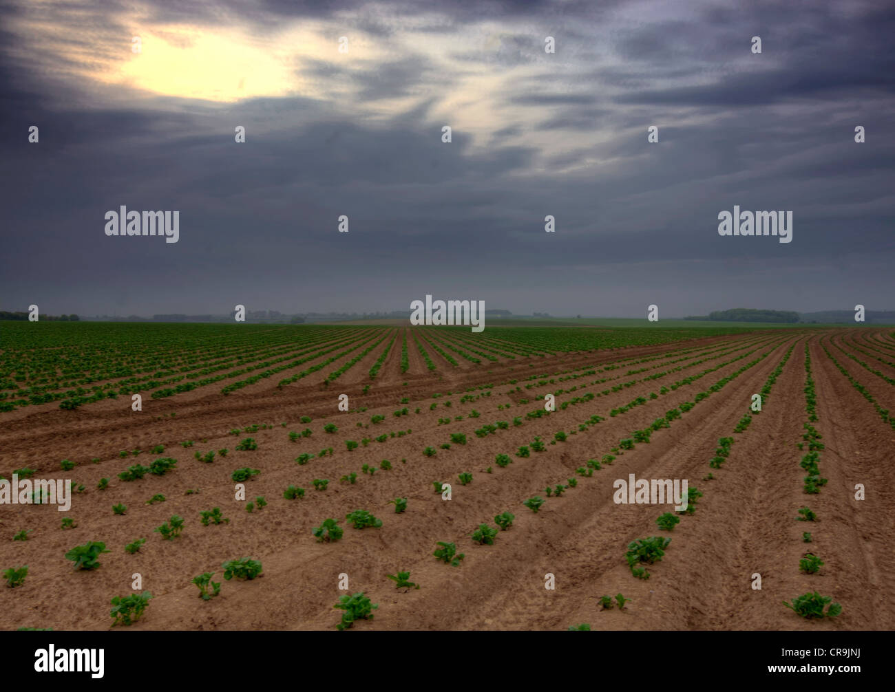 Field of crops Stock Photo - Alamy