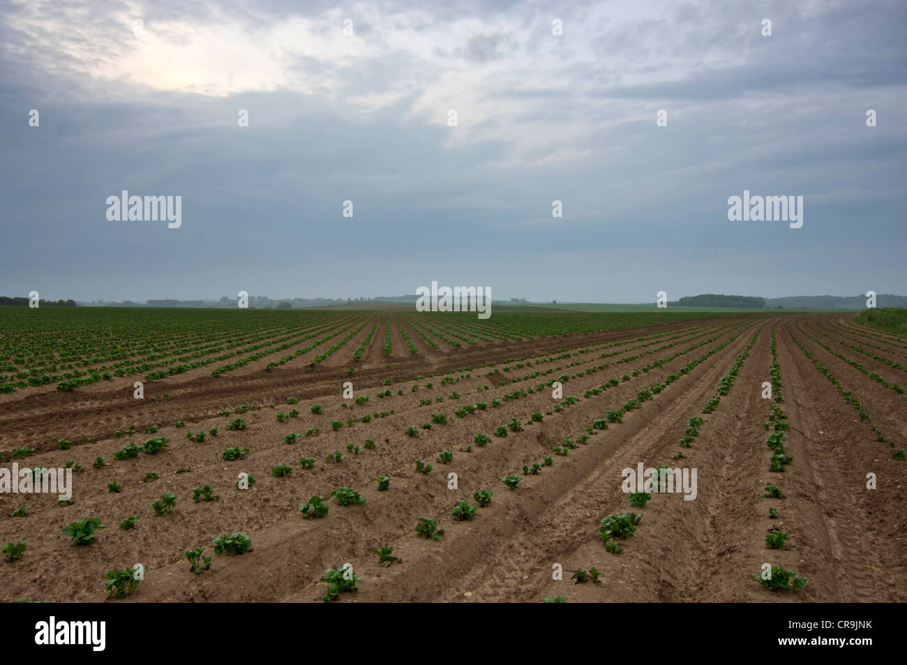 Field of crops Stock Photo - Alamy