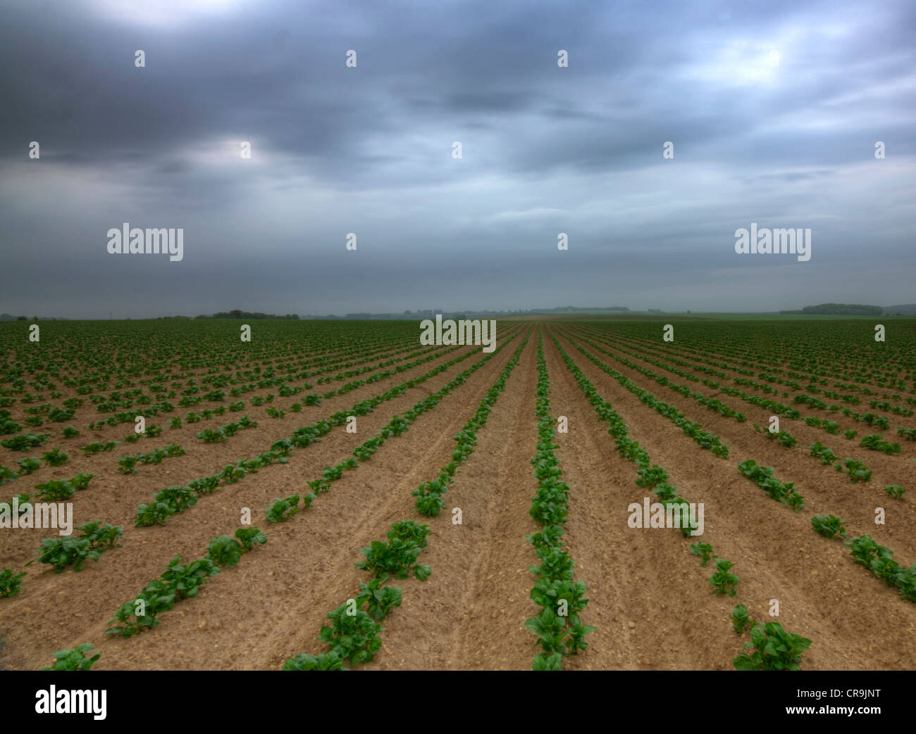 Field of crops Stock Photo - Alamy
