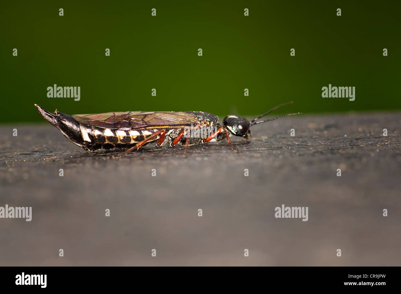 Sabre Wasp (Rhyssa persuasoria Stock Photo - Alamy