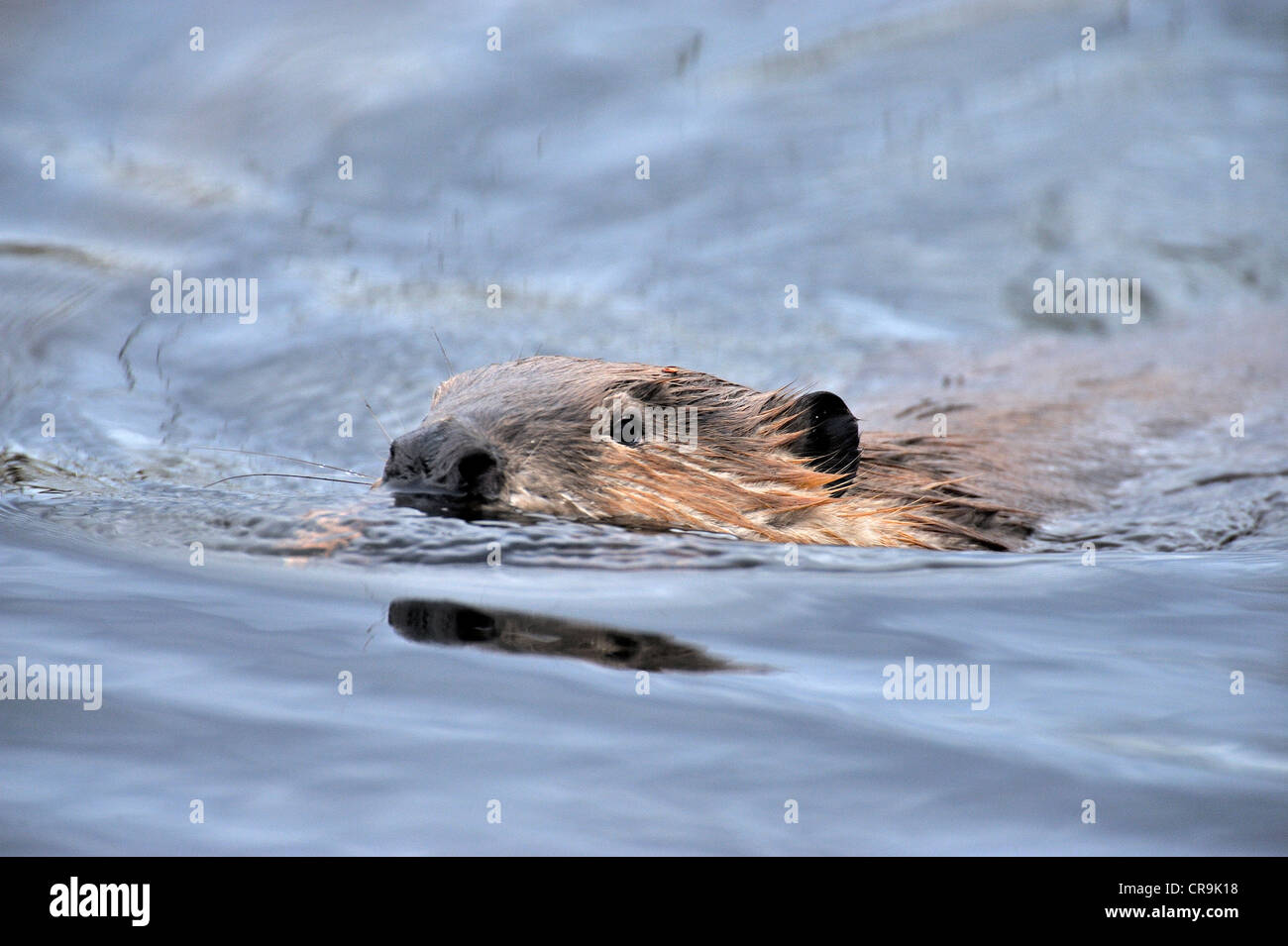 A close up of a beaver swimming in a pond of water Stock Photo - Alamy