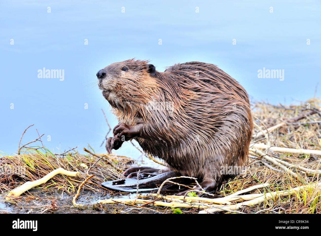 A side view image of an adult beaver sitting looking around from the ...