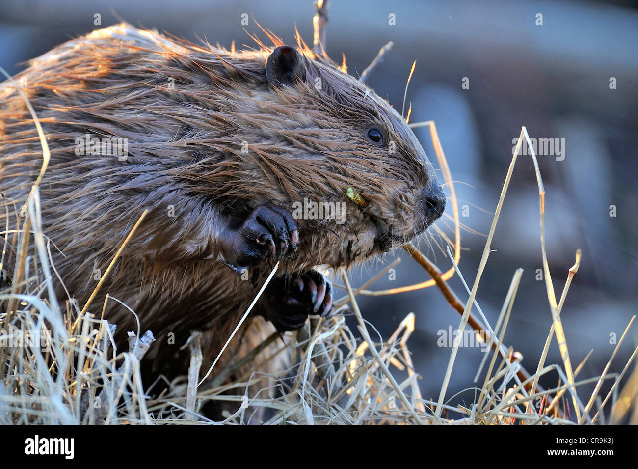 Beaver cut image hi-res stock photography and images - Alamy