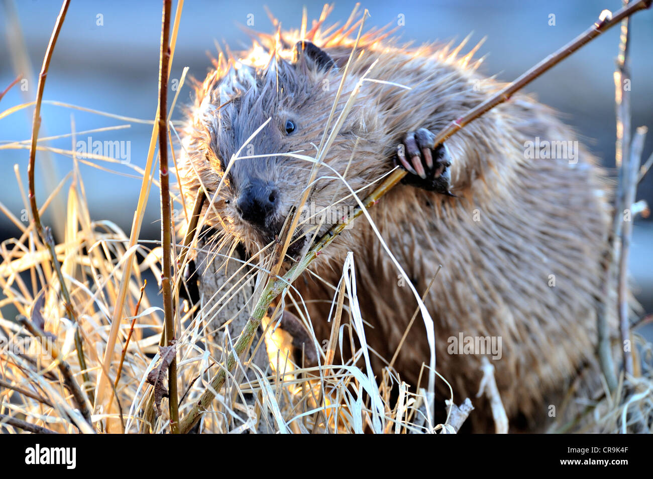 A close up image of a wild beaver about to cut off a willow branch that ...