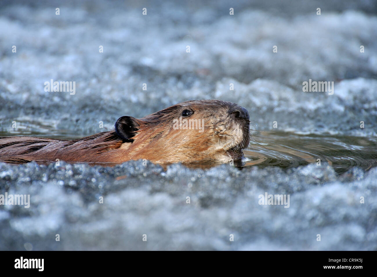 Ice swimming hi-res stock photography and images - Alamy