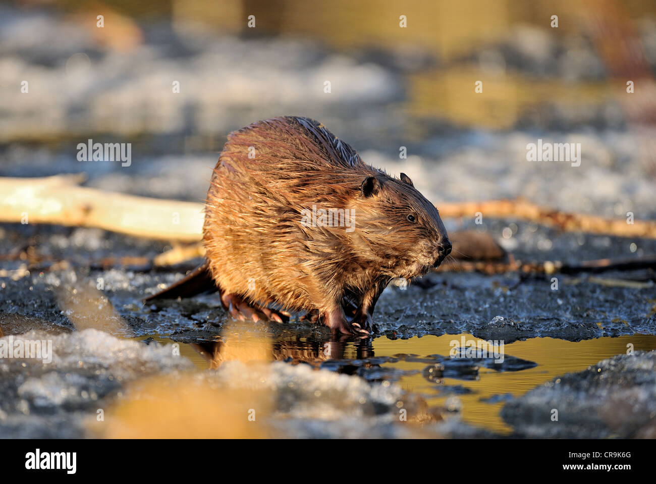 A beaver walking on the fast melting ice in his beaver pond at sunset ...