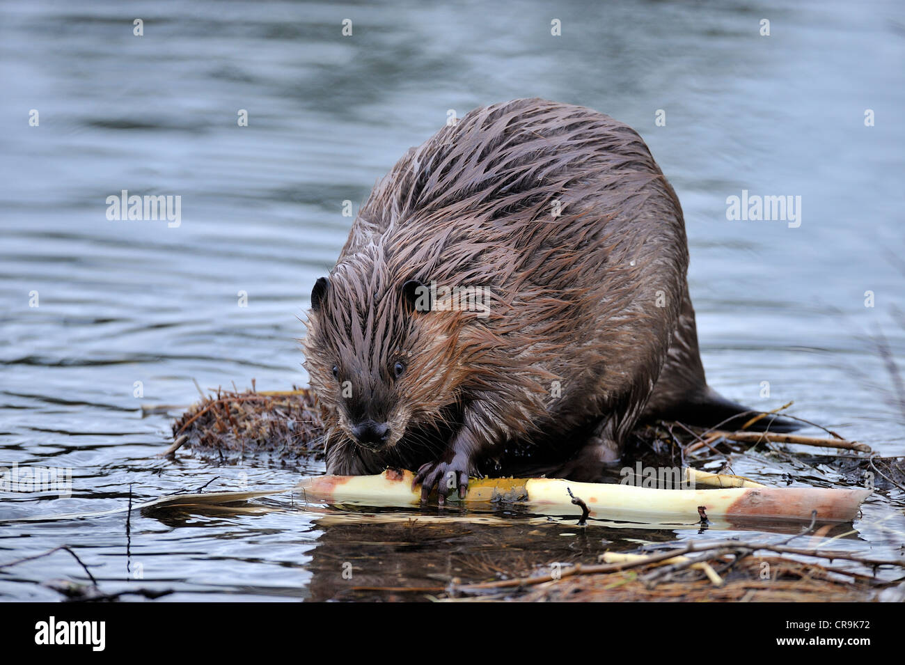Beaver feeding animal hi-res stock photography and images - Alamy