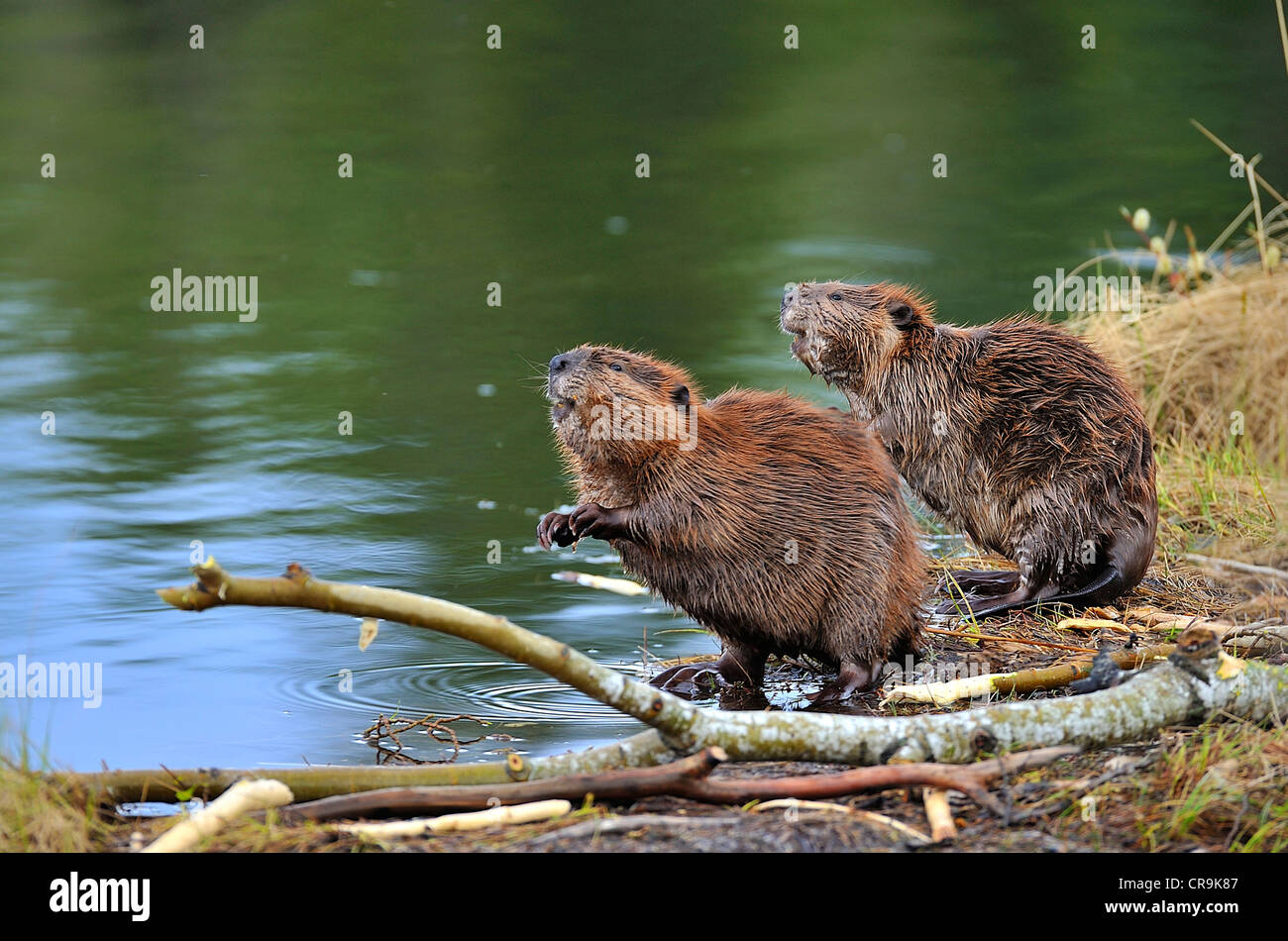 Two wild beavers on the edge of a lake standing on their rear feet to ...