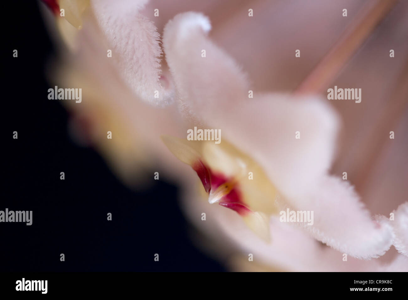 Hoya carnosa or waxplant flowers Stock Photo - Alamy