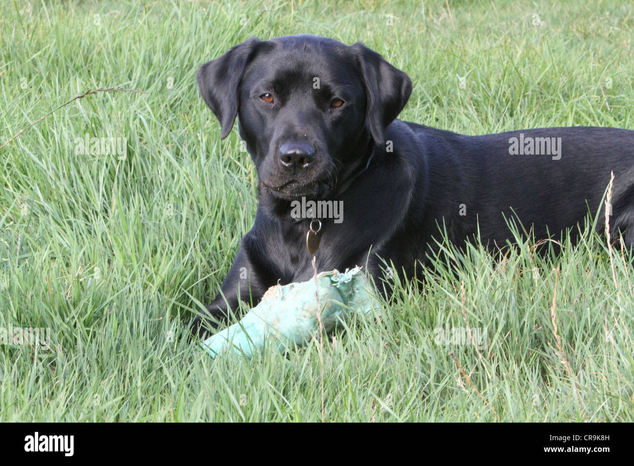 Black Labrador Resting Stock Photo - Alamy
