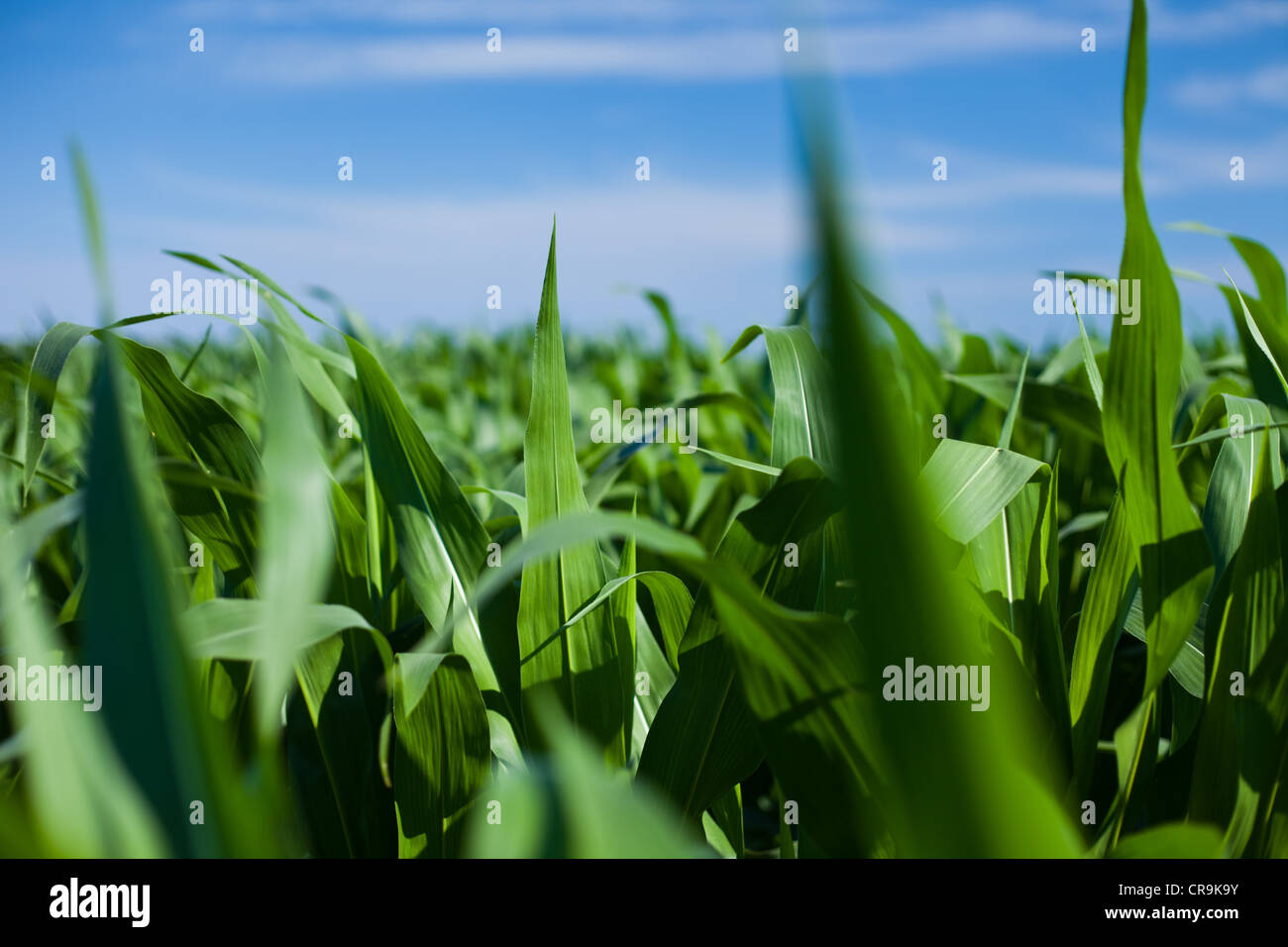 Native american corn field hi-res stock photography and images - Alamy