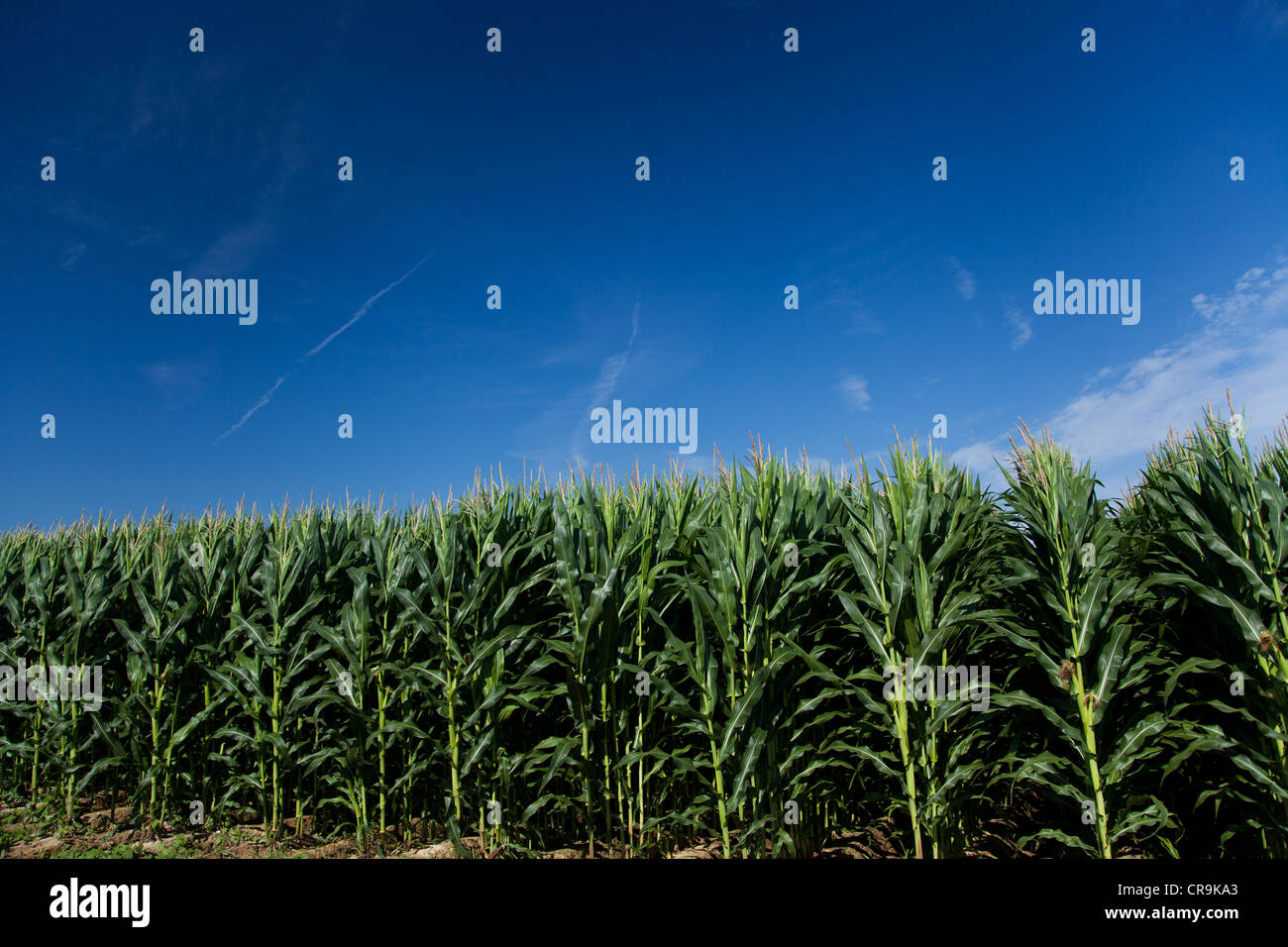 Native american corn field hi-res stock photography and images - Alamy