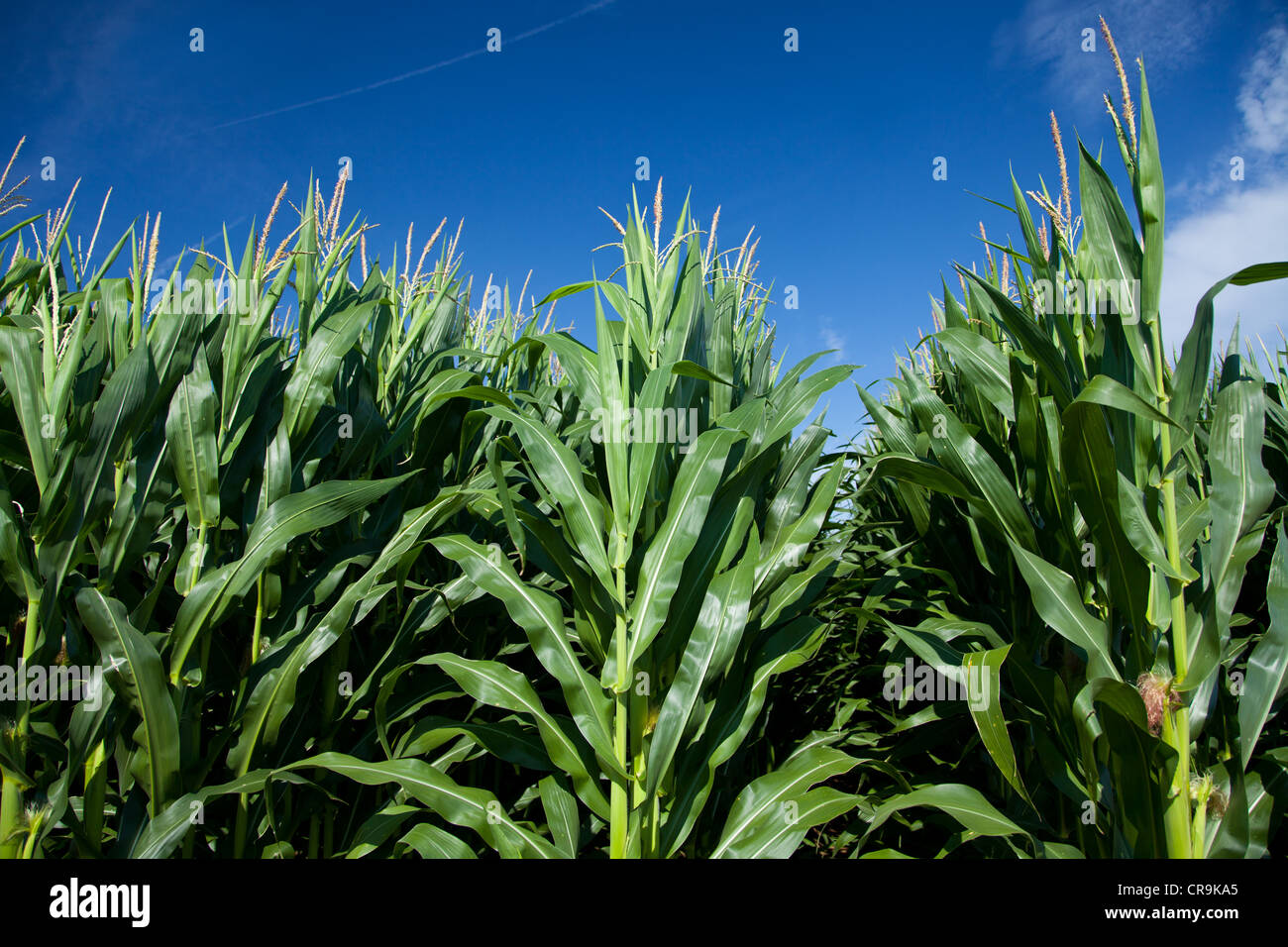 Native american corn field hi-res stock photography and images - Alamy