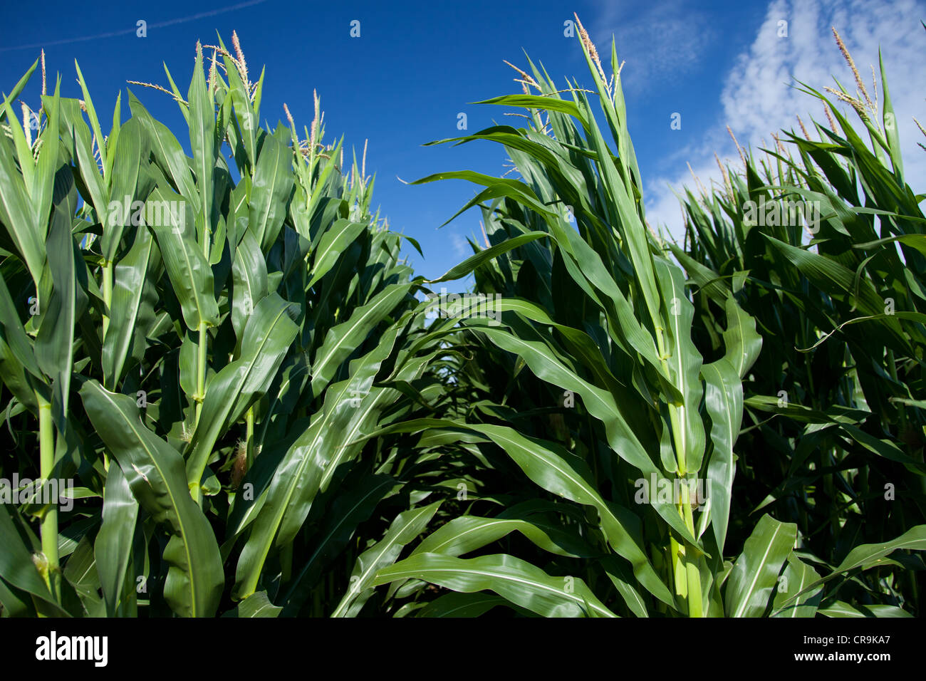 Corn field in Arkansas with blue sky Stock Photo - Alamy