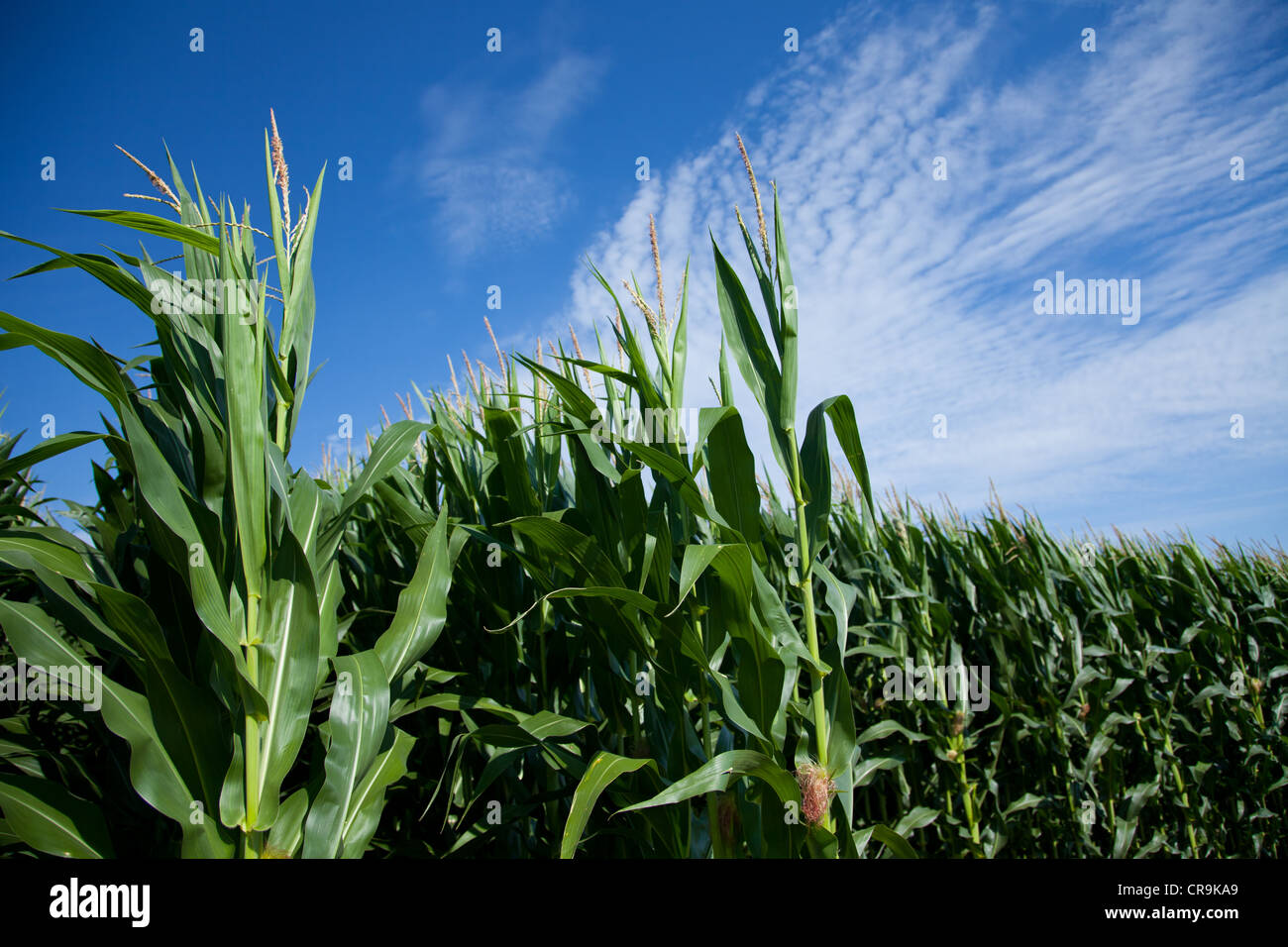 Native american corn field hi-res stock photography and images - Alamy
