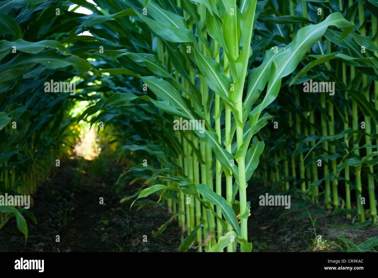 Native american corn field hi-res stock photography and images - Alamy